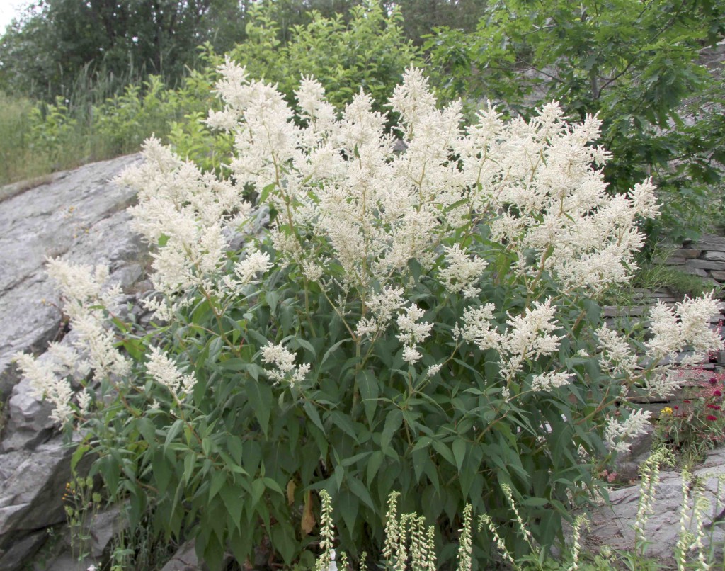 Renouée polymorphe - Jardinier paresseux
