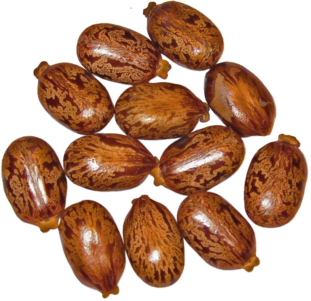 Cultiver le ricin avec succès - Jardinier paresseux
