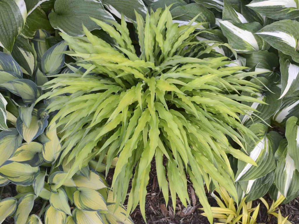 Hosta de l’année 2016 - Jardinier paresseux