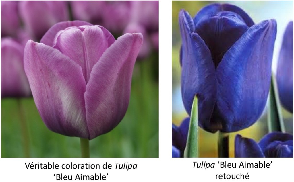 Des couleurs faussées indiquent un catalogue peu fiable - Jardinier ...