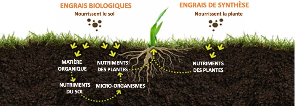L’ABC des engrais - Jardinier paresseux