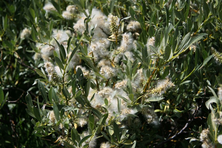 Saules à chaton: les premières fleurs du printemps! - Jardinier paresseux