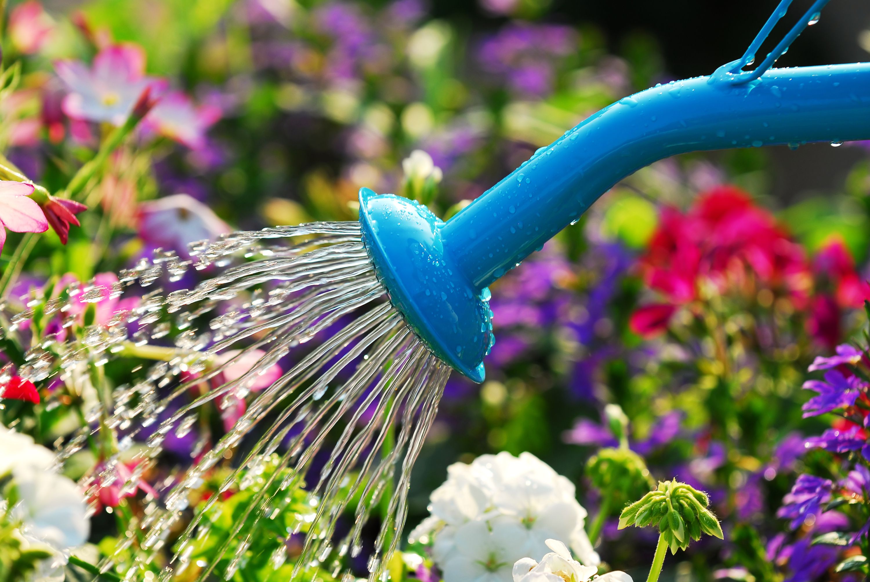 Watering flowers royalty free image 92001889 1534971729 Jardinier Watering flowers royalty free image 92001889 1534971729 Jardinier