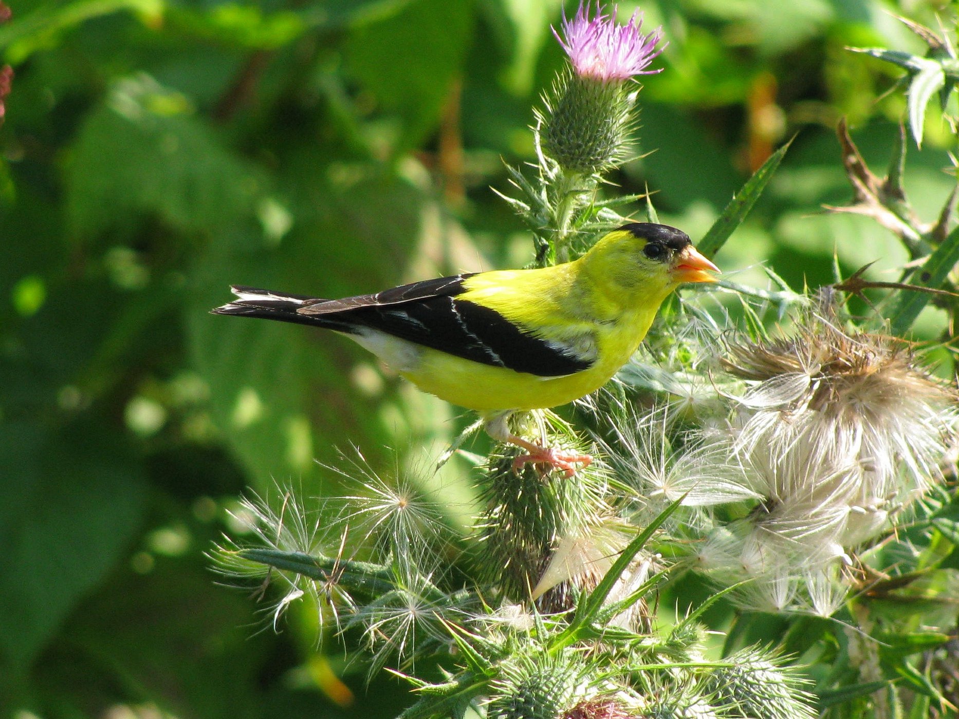 Végétaux qui attirent les oiseaux granivores - Jardinier paresseux