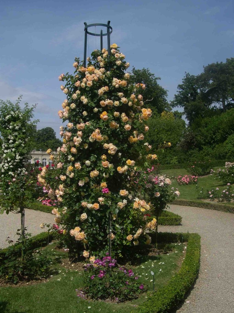 Des rosiers grimpants en cage - Jardinier paresseux