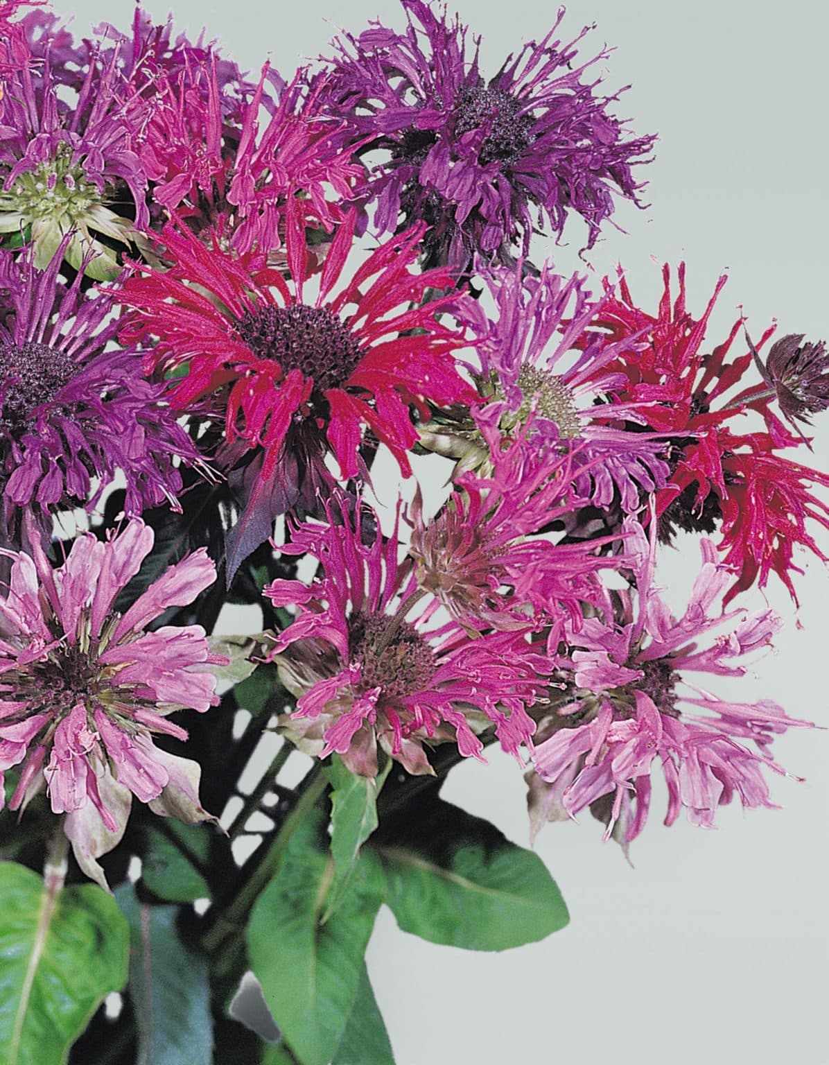 2021 : l’année de la monarde - Jardinier paresseux