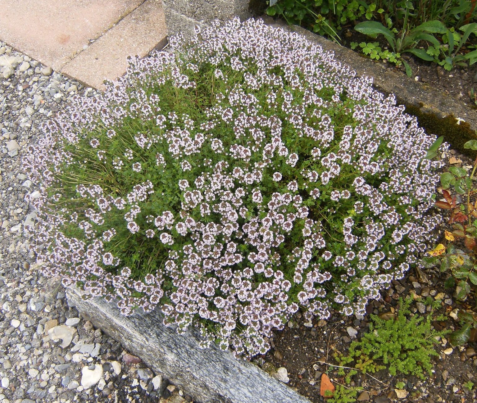 Tous les thyms sont-ils comestibles? - Jardinier paresseux