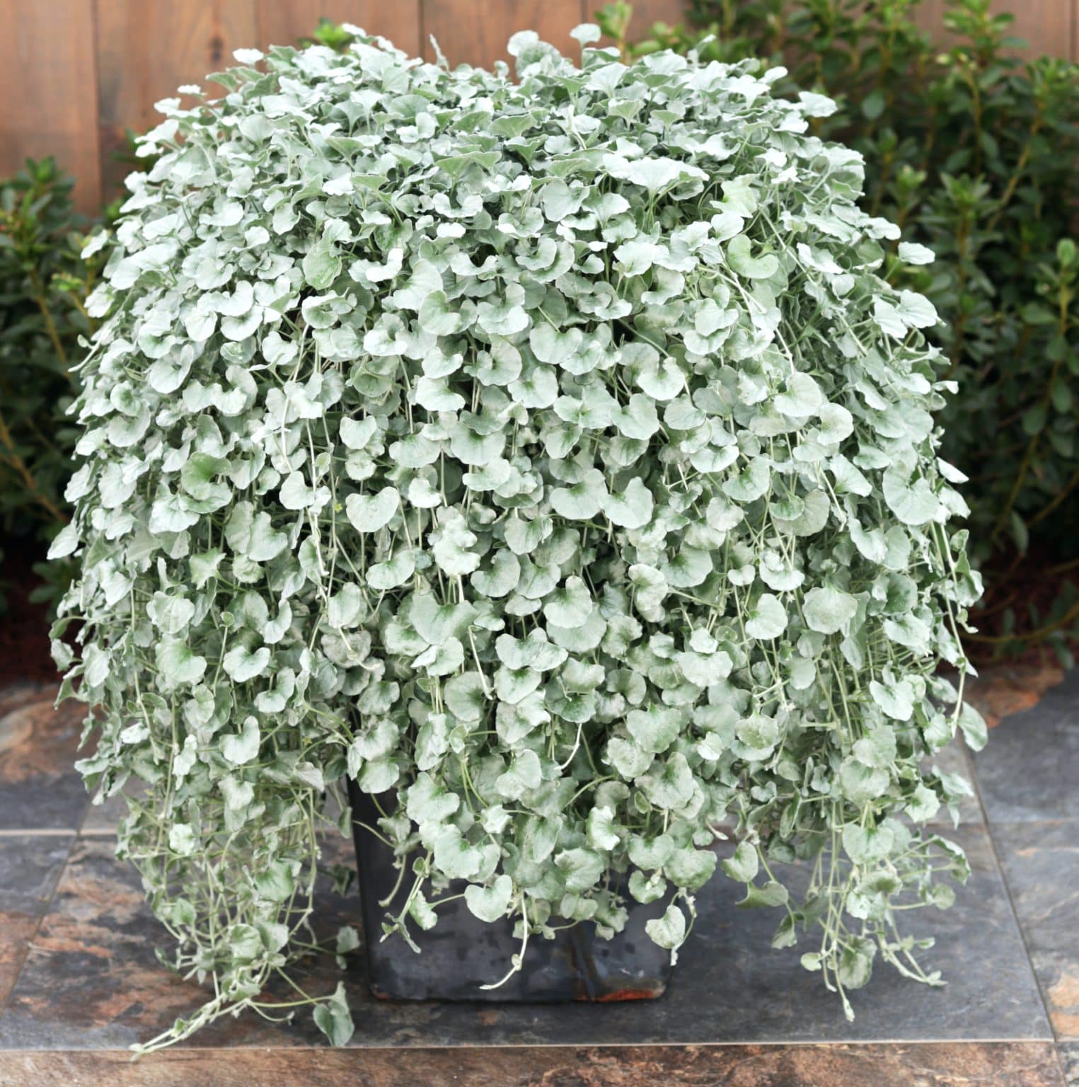 20 plantes argentées qui feront scintiller votre jardin! - Jardinier ...