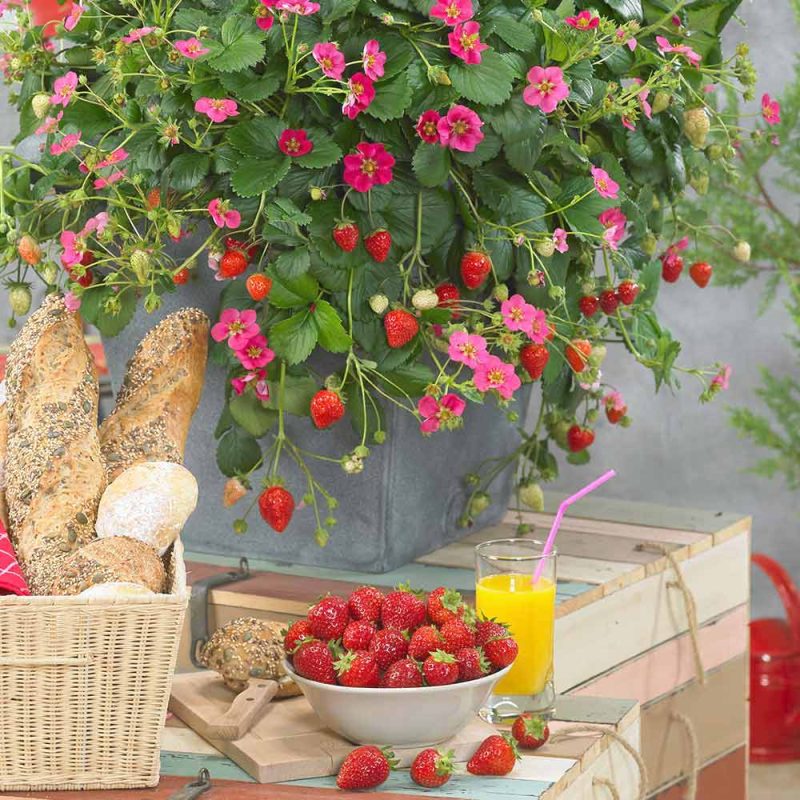 Cultivez vos propres fraises… même sur le balcon! - Jardinier paresseux