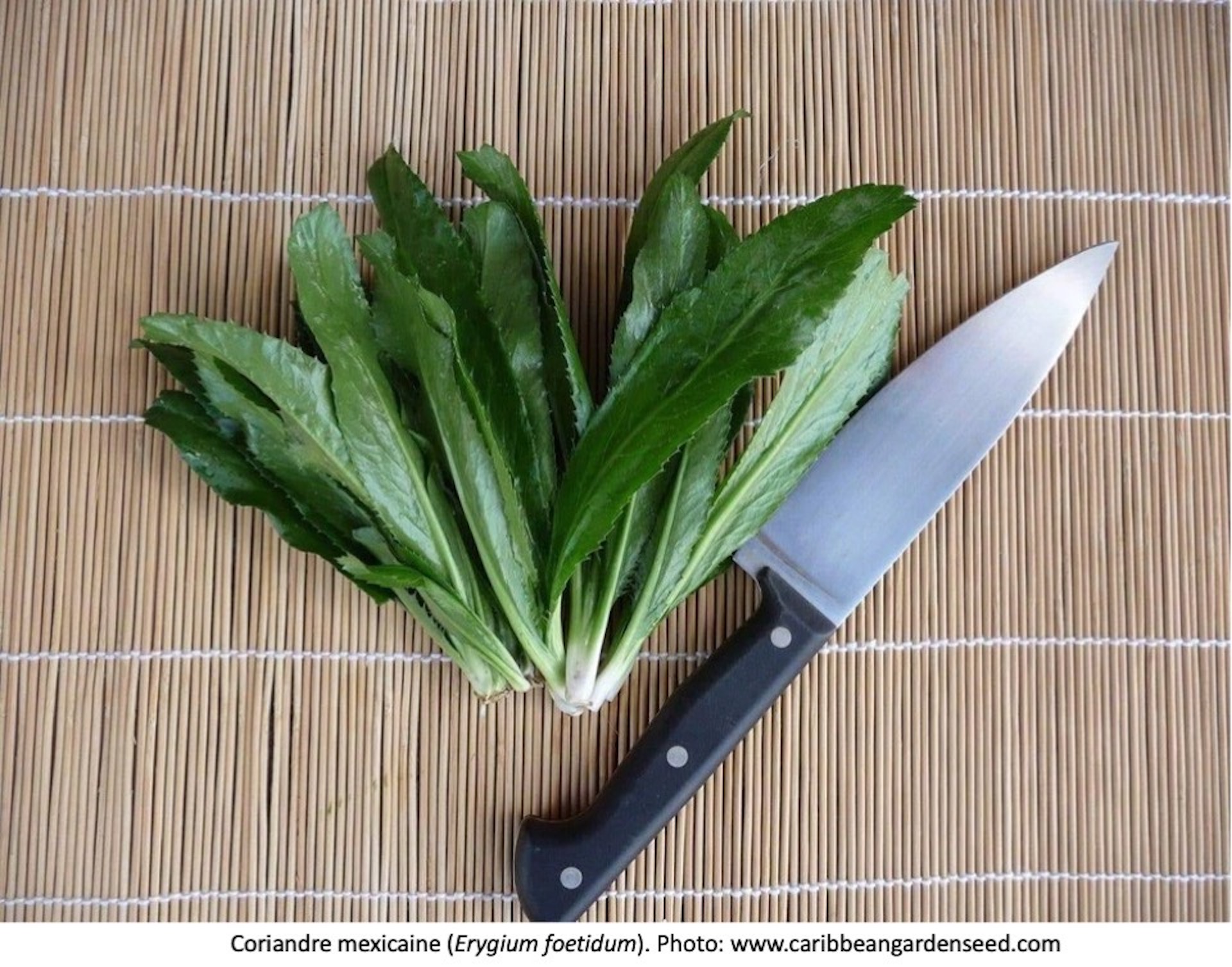 La coriandre mexicaine: une fine herbe à découvrir - Jardinier paresseux