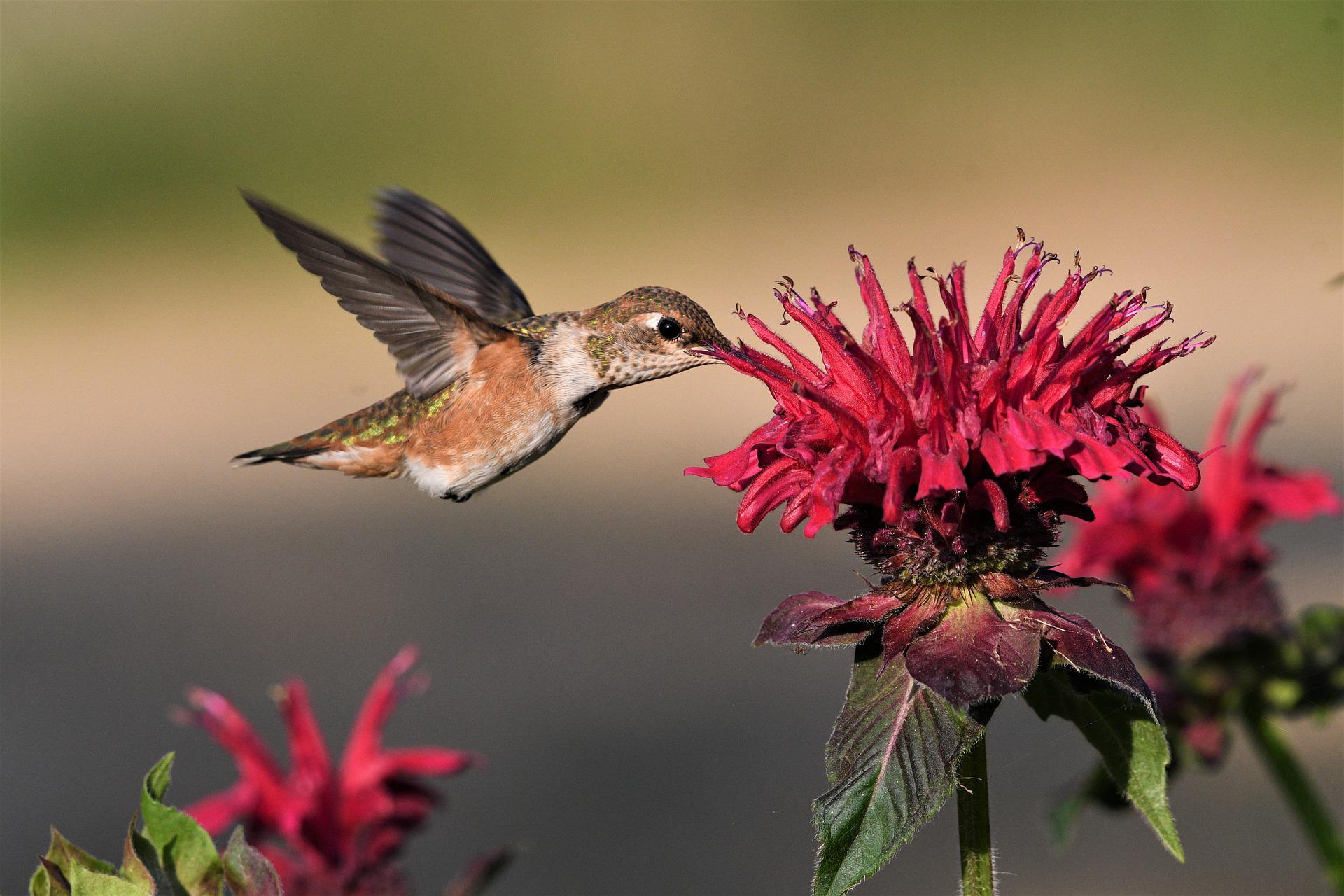 Cinq Fleurs Incontournables Pour Attirer Les Colibris Jardinier Paresseux