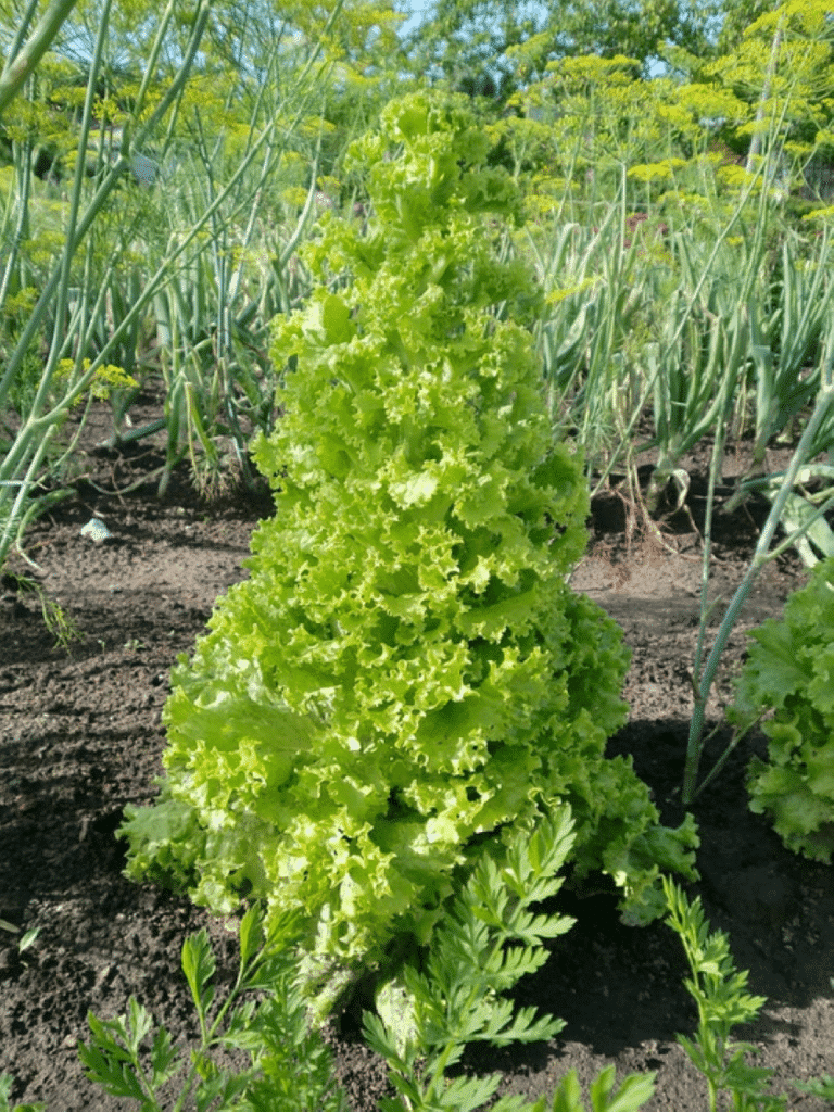 Quand la laitue devient amère - Jardinier paresseux