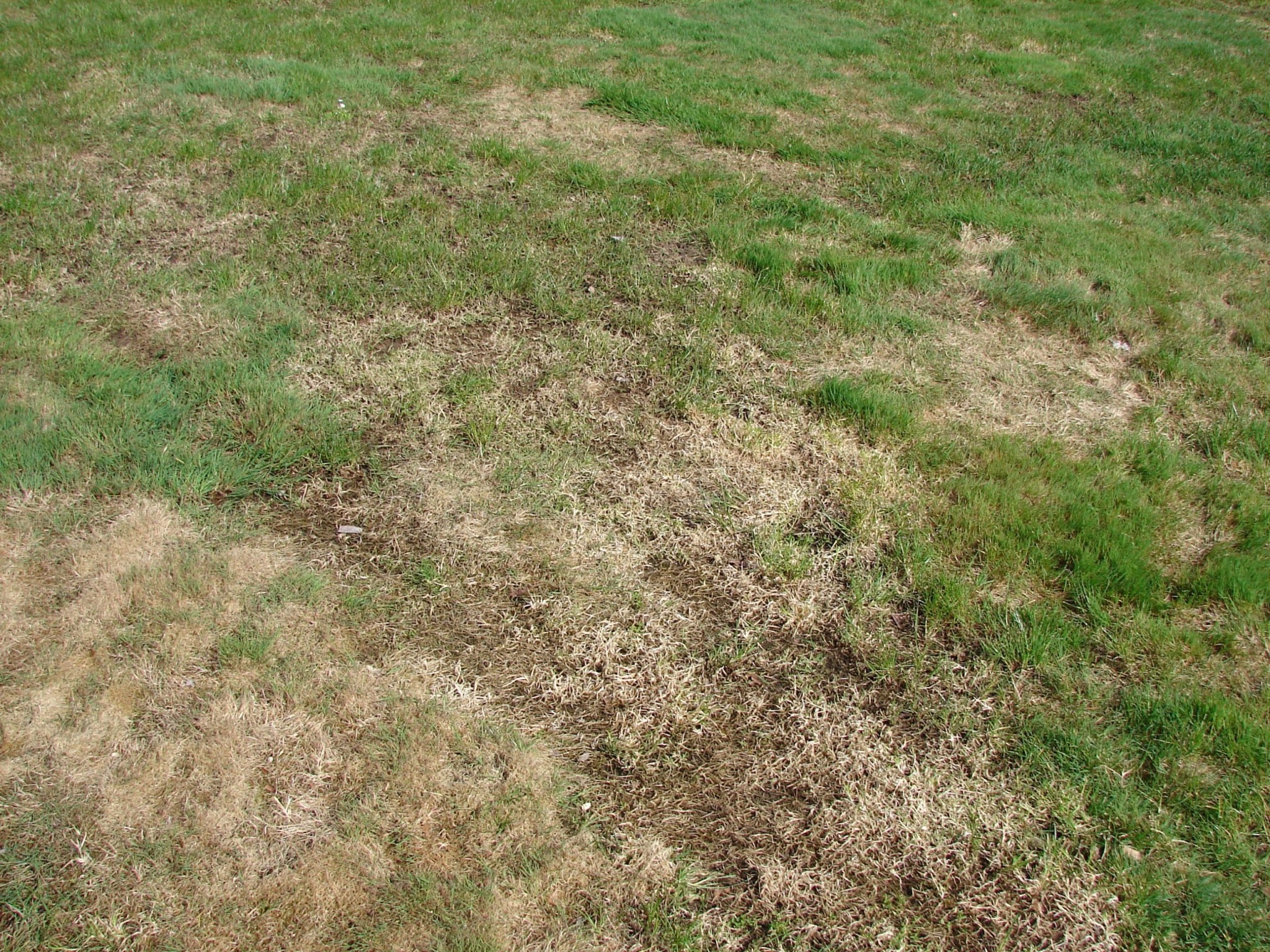 La tipule: gros moustique ou ravageur? - Jardinier paresseux