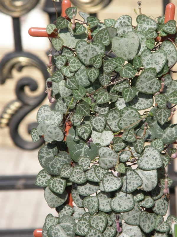 La chaîne des cœurs: une jolie succulente à découvrir! - Jardinier ...