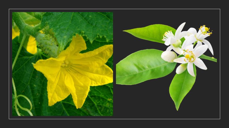 L’histoire du concombre citron - Jardinier paresseux