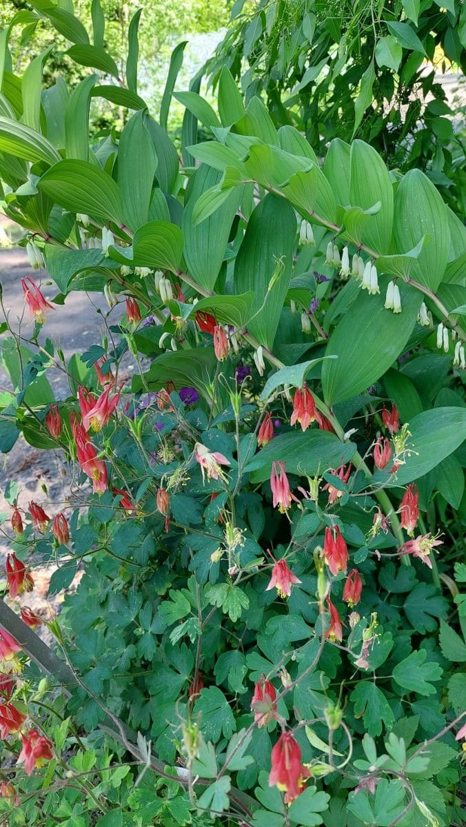 Ces fleurs qui voient le monde à l’envers - Jardinier paresseux
