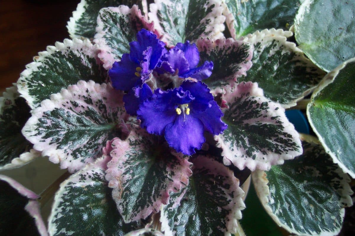 2024: l’année de la violette africaine - Jardinier paresseux