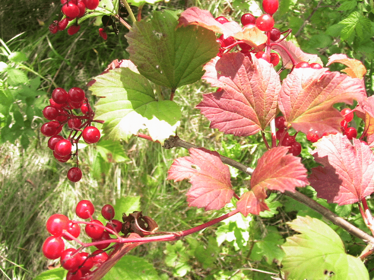Le pimbina: vedette hivernale du jardin de mère Nature - Jardinier ...