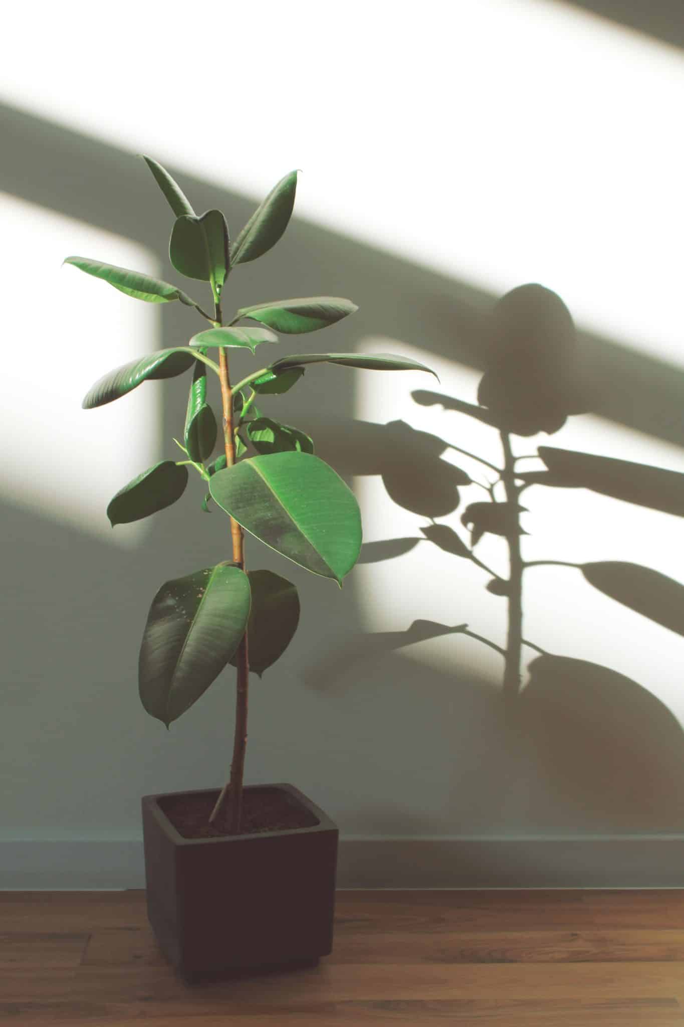 Les ficus: de parfaits petits arbres d’appartement - Jardinier paresseux