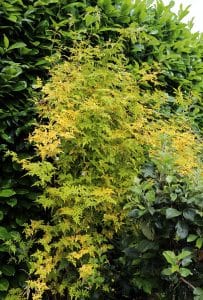 Jasmin: origine, variétés et conseils de culture - Jardinier paresseux