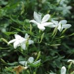 Jasmin: origine, variétés et conseils de culture - Jardinier paresseux