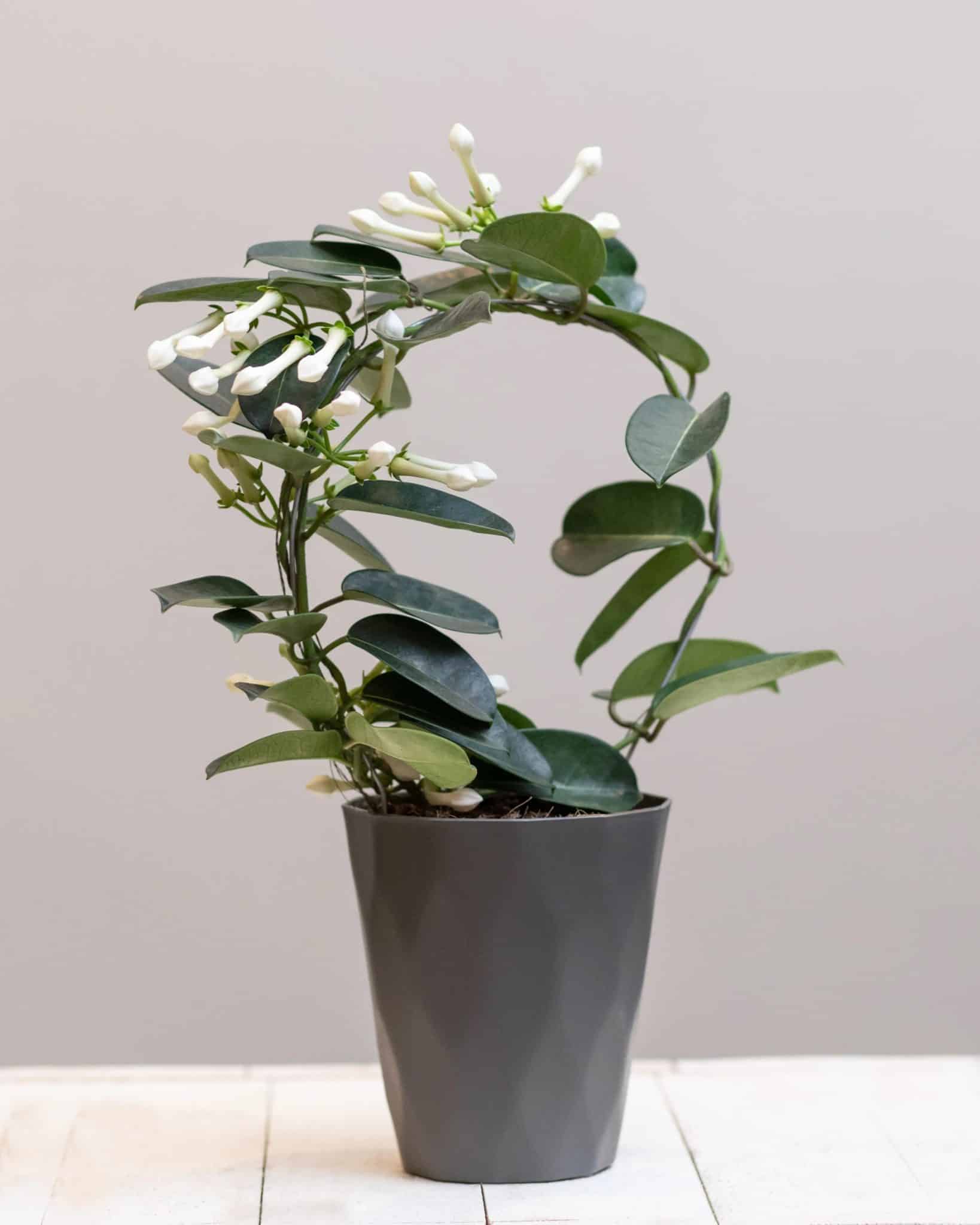 Jasmin: origine, variétés et conseils de culture - Jardinier paresseux