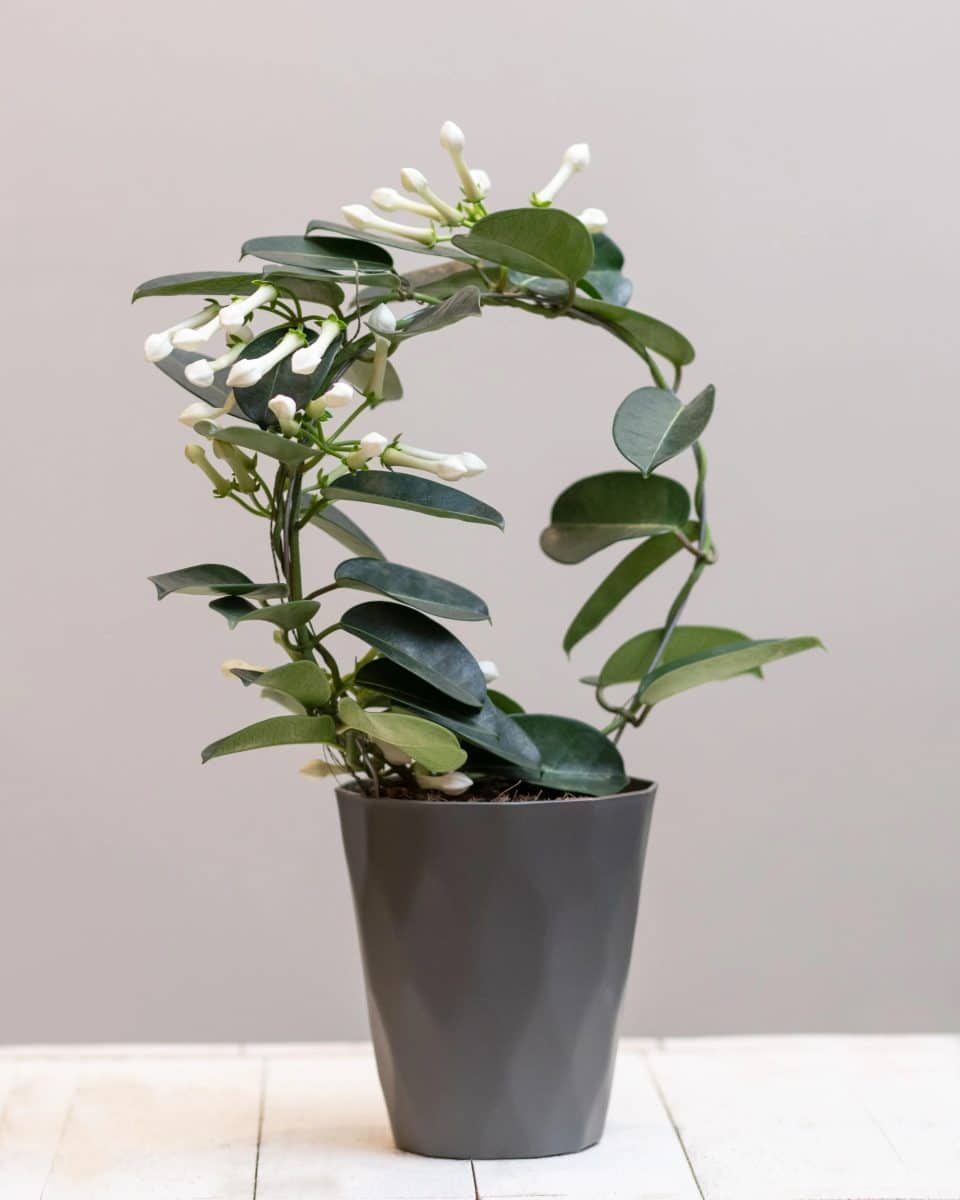 Jasmin: origine, variétés et conseils de culture - Jardinier paresseux