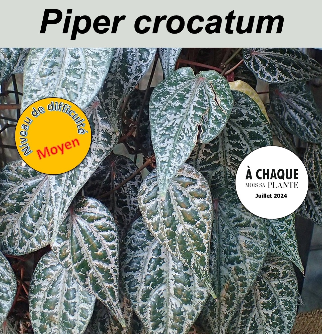 Piper crocatum: origine, variétés et conseils de culture - Jardinier ...
