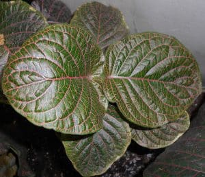 Fittonia: origine, variétés et conseils de culture - Jardinier paresseux