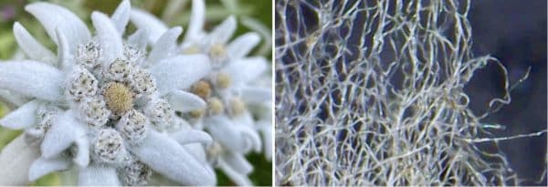 Quand les plantes s’habillent de poils: une exploration des trichomes ...
