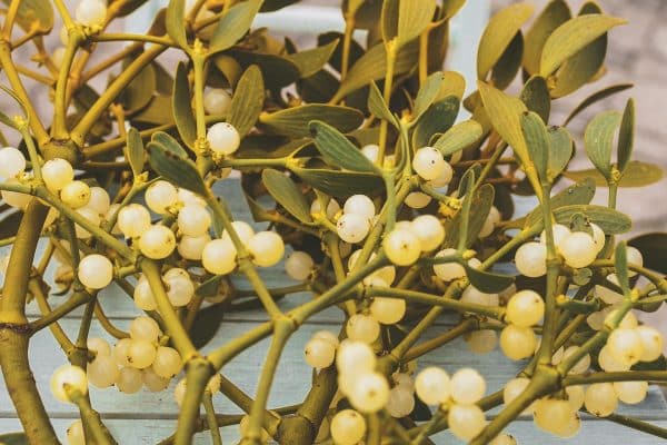 Légende de Noël: le gui et le sapin - Jardinier paresseux