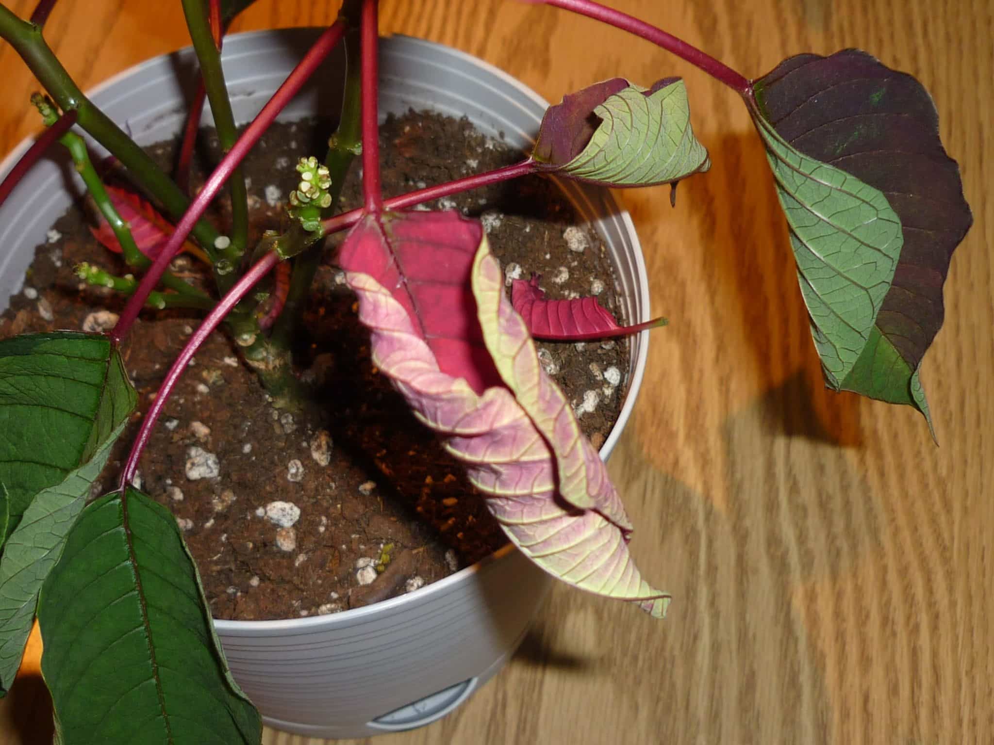 Pourquoi Mon Poinsettia Perd Ses Feuilles