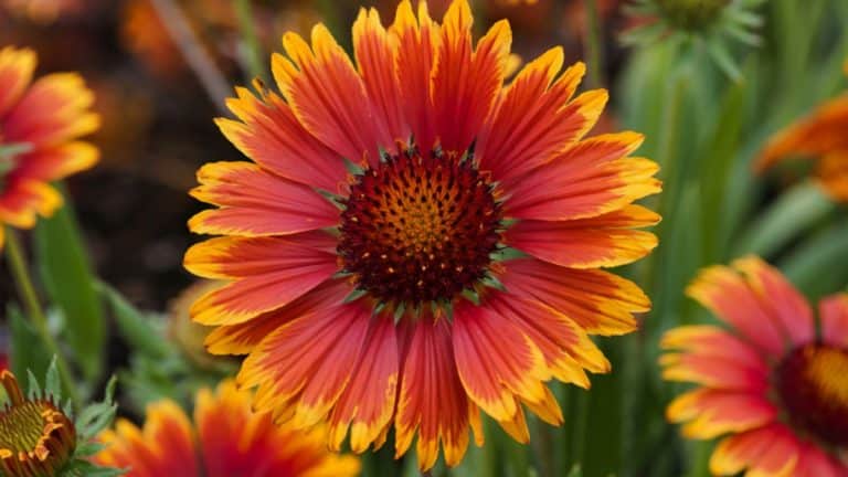 La vivace qui se prend pour une annuelle - Jardinier paresseux