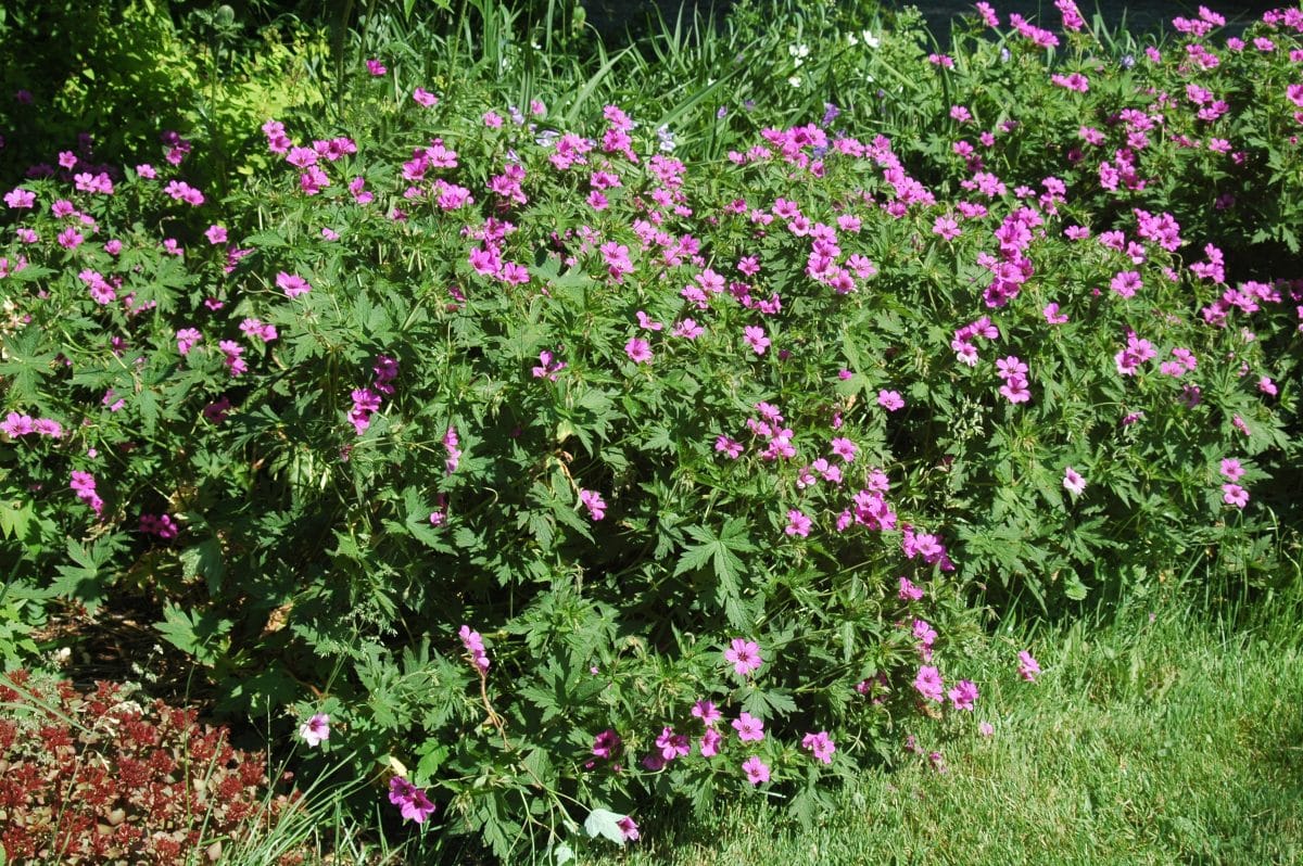 Les géraniums vivaces, des plantes à découvrir! - Jardinier paresseux