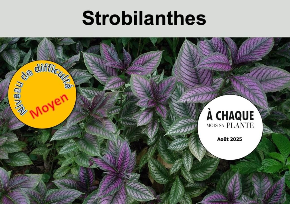 Strobilanthes : origine, variétés et conseils de culture - Jardinier ...