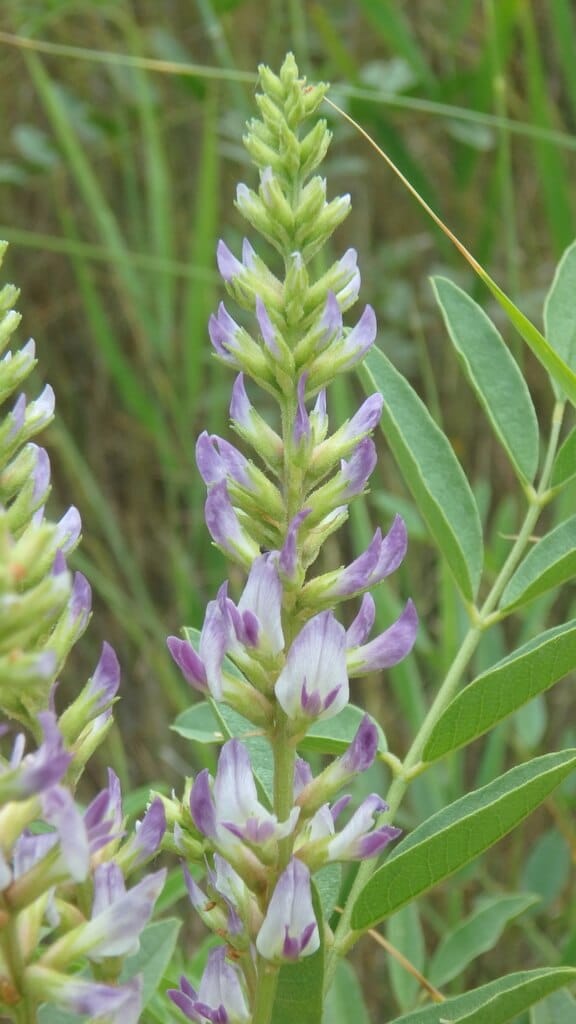 Un bonbon pour Noël? La réglisse - Série des saveurs végétales ...